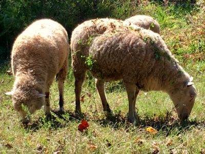 Pink Eye in Sheep: Treat or Let it Run its Course? - Countryside